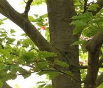 Beuk 'Grandidentata', Fagus sylvatica 'Grandidentata' kopen