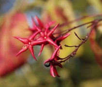Kansenboom, Clerodendrum trichotomum kopen