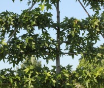 Amberboom 'Worplesdon', Liquidambar styraciflua 'Worplesdon' kopen