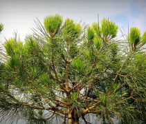 Parasolden, Pinus pinea kopen