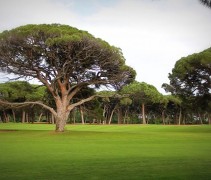 Parasolden, Pinus pinea kopen