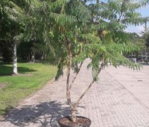 Fluweelboom 'Dissecta', Rhus typhina 'Dissecta' kopen