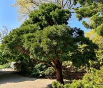 Mammoetboom, Sequoiadendron giganteum kopen