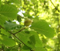 Gewone beuk, Fagus sylvatica kopen