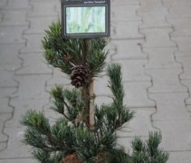 Japanse witte den 'Tempelhof', Pinus parviflora 'Tempelhof' kopen