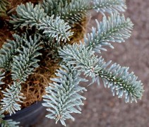 Blauwe Edelspar , Abies procera 'Glauca' kopen