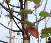 Krentenboompje 'Rainbow Pillar', Amelanchier canadensis 'Rainbow Pillar ...