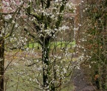 Zeeuwse haag pakket 45 stuks., kopen