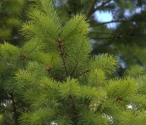 Douglasspar, Pseudotsuga menziesii kopen