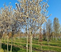 Krentenboompje 'Rainbow Pillar', Amelanchier canadensis 'Rainbow Pillar ...
