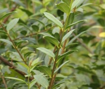 Liguster, Ligustrum ovalifolium kopen