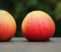 Appel "Pinova" , Malus domestica 'Pinova' kopen