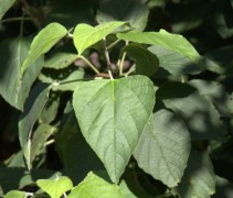 Kansenboom 'Purple Blaze', Clerodendron trichotomum 'Purple Blaze' kopen