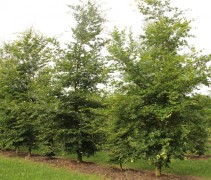 Gewone Beuk, Groene Beuk, Fagus sylvatica kopen