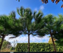 Parasolden, Pinus pinea kopen