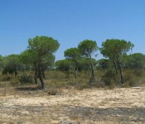 Parasolden, Pinus pinea kopen