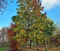 Amberboom 'Lane Roberts', Liquidambar styraciflua 'Lane Roberts' kopen