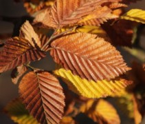 Haagbeuk, Carpinus betulus kopen