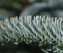 Blauwe Edelspar , Abies procera 'Glauca' kopen
