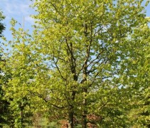 Gewone Beuk, Groene Beuk, Fagus sylvatica kopen