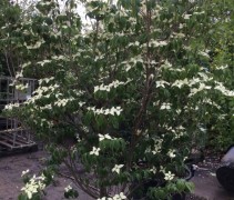 Japanse grootbloemige kornoelje 'Robert's Select', Cornus kousa 'Robert's Select' kopen
