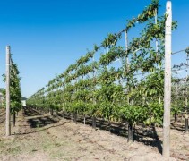 Appel 'Fiesta' , Malus domestica 'Fiesta' kopen