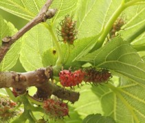 Witte Moerbei, Morus alba 'Macrophylla' kopen