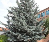 Blauwspar 'Koster', Picea pungens 'Koster' kopen